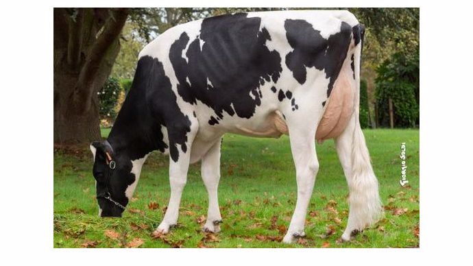 Index taureaux holsteins Evolution décembre 2015
