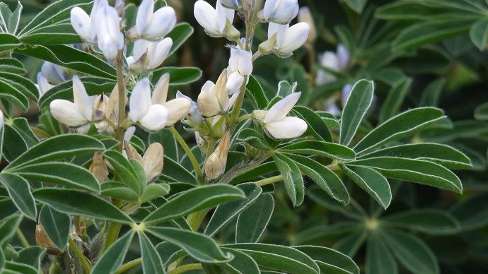 Diversification : le lupin, une culture à fort potentiel