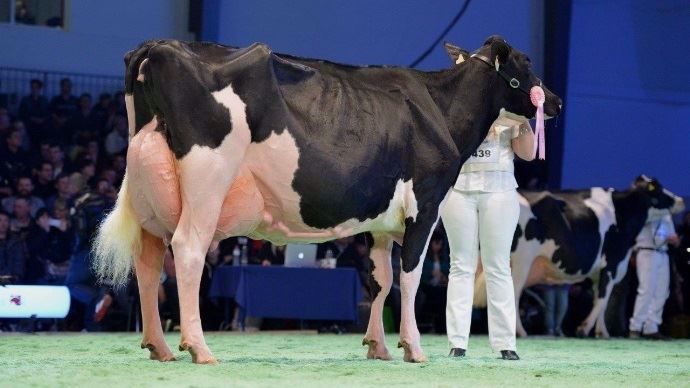 Carrefour des concours 2019 vaches Prim'holstein et Red holstein Génétique