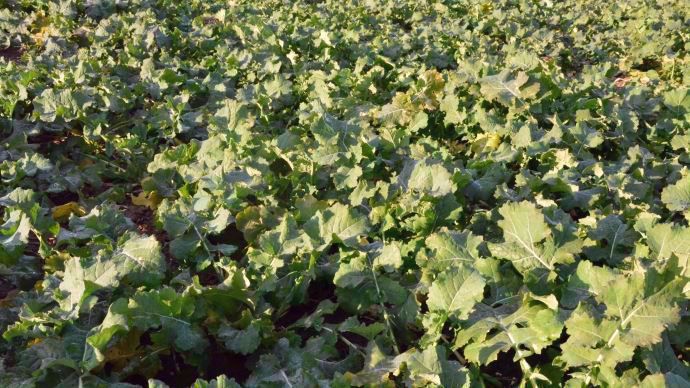 Herbicides colza à base de propyzamide : comment les utiliser