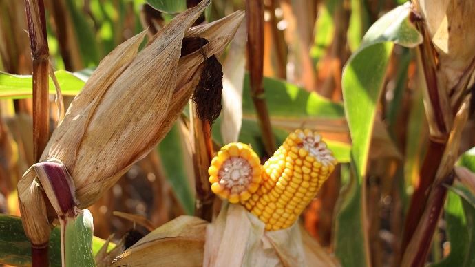 Variétés maïs grain et fourrage dispos aux semis 2020 - LG Semences