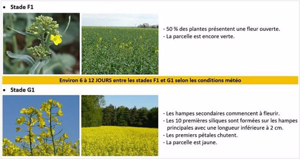 Intervenir au bon moment contre le sclérotinia du colza