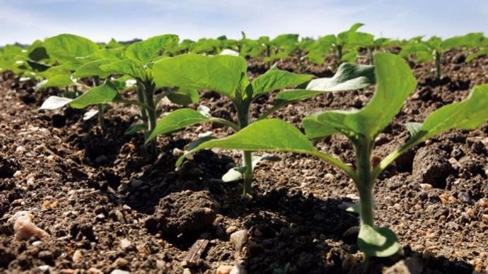 Variétés de tournesol LG Semences « Résistance Mildiou