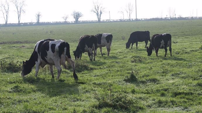 Ration de tarissement des vaches laitières