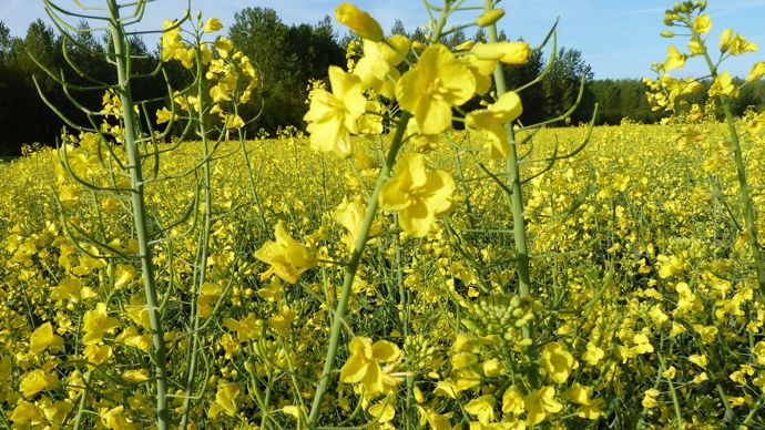 Synthèse des variétés de colza disponibles pour les semis 2021