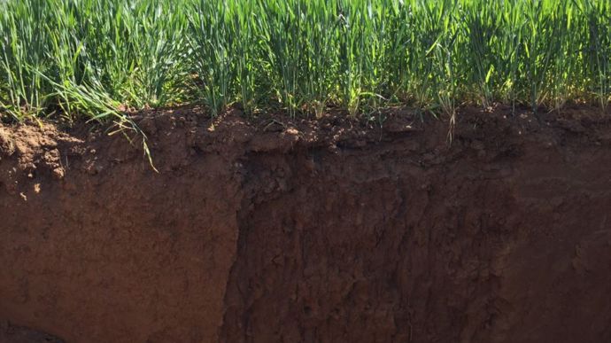 Quels leviers pour mobiliser le phosphore du sol