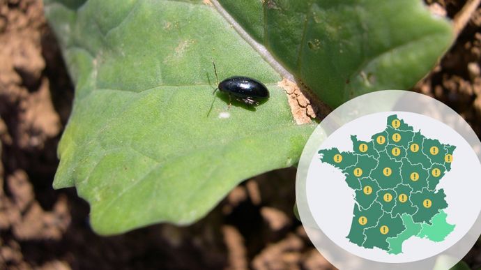 Colzas : présence de grosses altises pratiquement partout en France