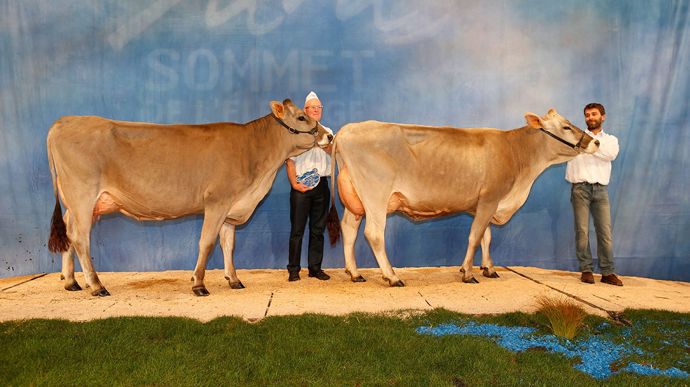 Live, palmarès, replay du concours Bazadaise au Sommet de l'élevage