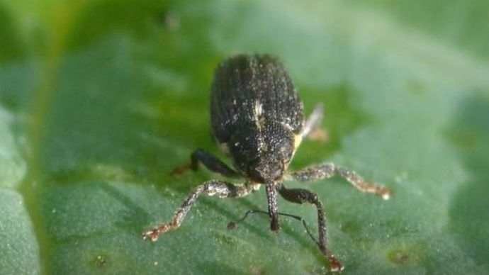 Comment agir face au charançon du bourgeon terminal sur colza