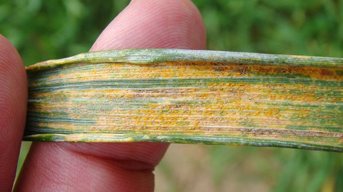 Zoom sur une maladie du blé à caractère explosif : la rouille jaune