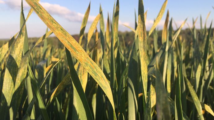 Progression de la rouille jaune sur variétés sensibles, mais pas seulement