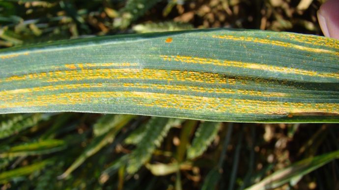 L'essentiel des observations du BSV par région et par culture, blé et colza