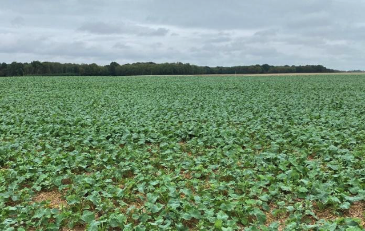 Fertilisation du colza