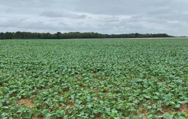 Fertilisation du colza