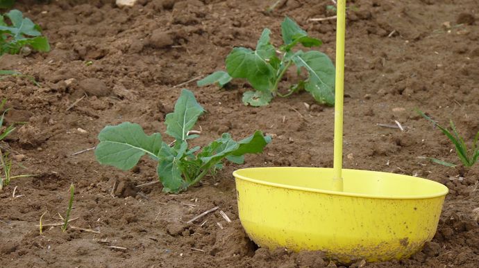 Premiers signalement de charançons du bourgeon terminal