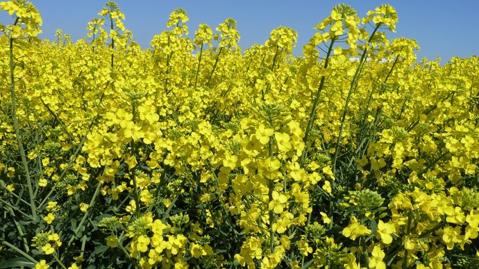 Le colza en glissement de 10 €/t sur Euronext