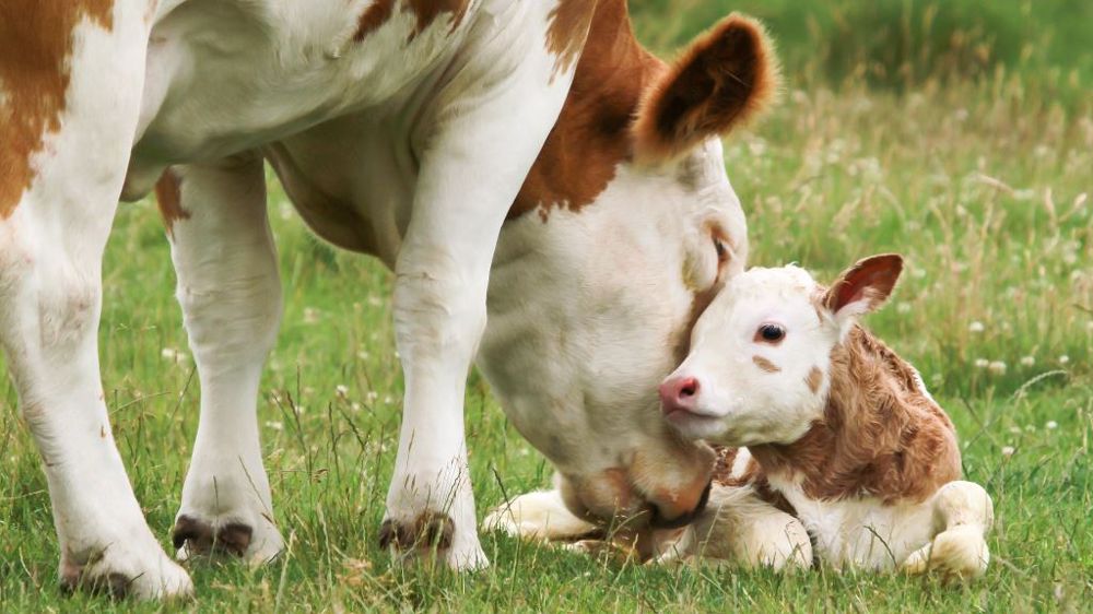 Id es De Noms En U Pour Animaux En 2023 Id es De Noms En U Pour Animaux En 2023