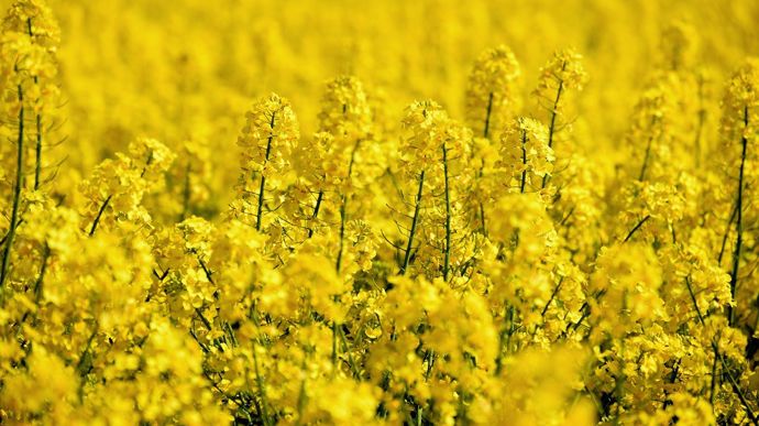 Le colza rebondit au-dessus des 600 €/t