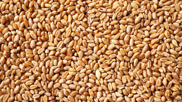 Le blé US creuse ses pertes