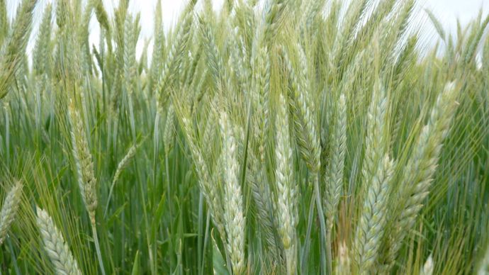Zoom sur le marché du triticale