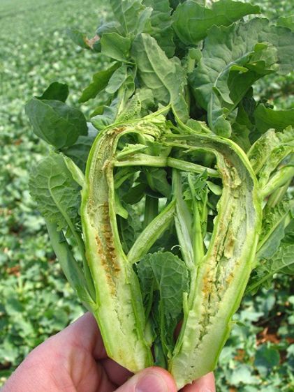 Nouvel outil pour la surveillance des charançons de la tige du colza