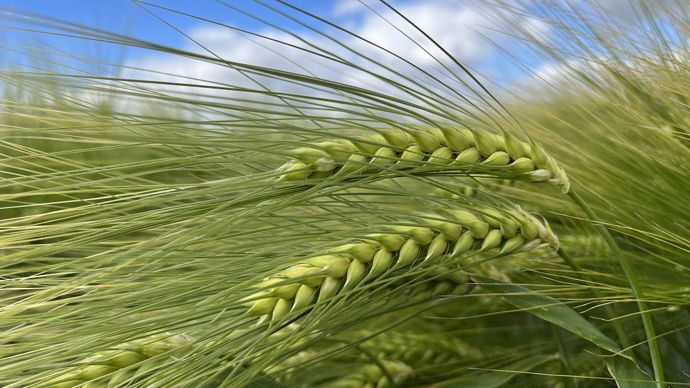Liste des variétés d'orge brassicole publiée pour la campagne 2023