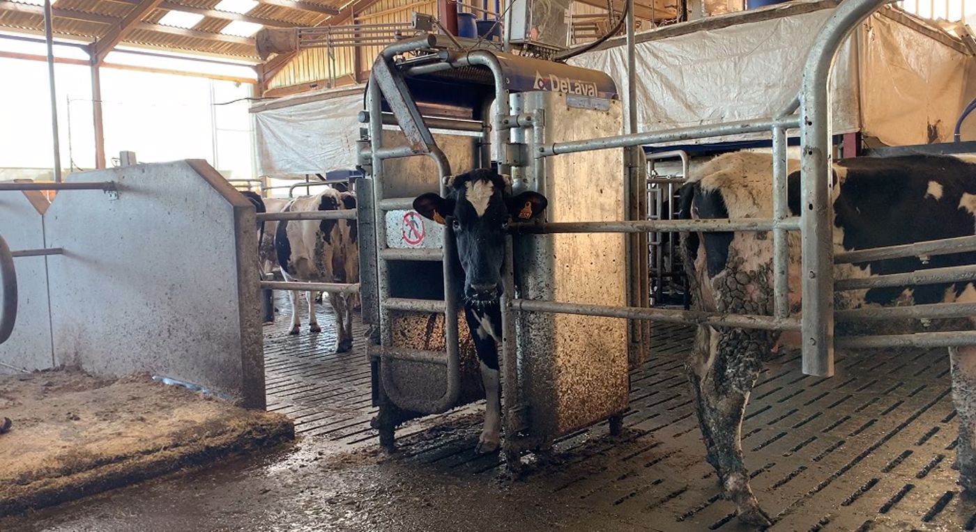 Agrandissement d'un élevage laitier et installation des robots Delaval