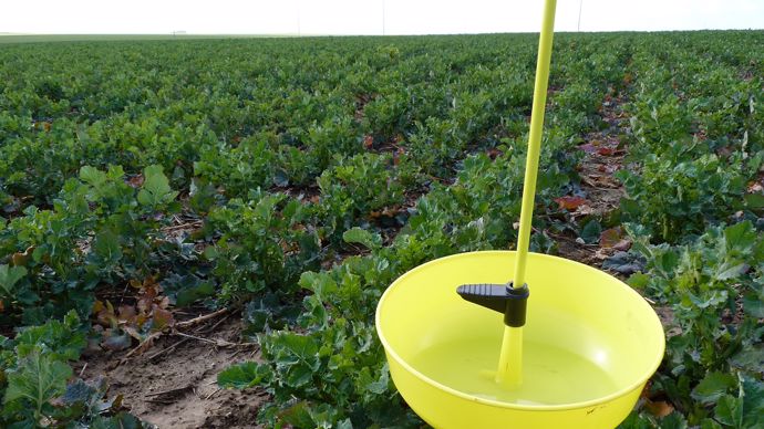 Continuer la surveillance des charançons de la tige du colza