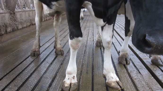 Les boiteries chez les vaches