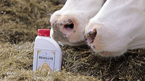 Prévention mammite : diminuer le recours aux antibiotiques au tarissement