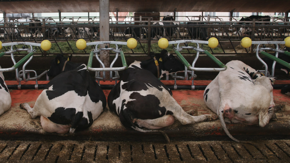 La logette Dreamstall de Cowhouse pour un couchage libre des vaches