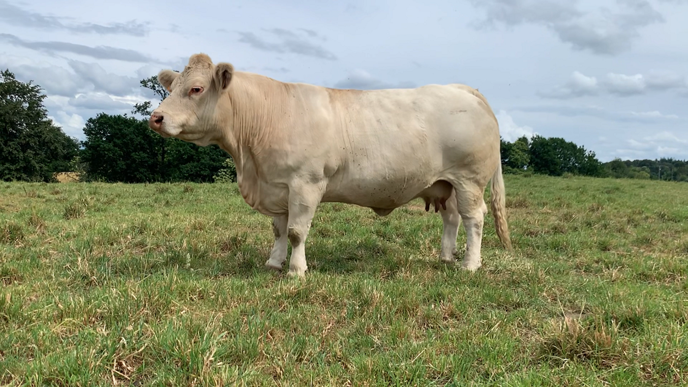 Obélix; le taureau charolais qui a retourné le ring du Space