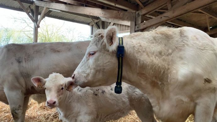 Focus sur l'utilisation d'objets connectés par les éleveurs de bovins ...
