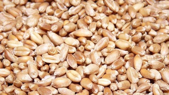 Le blé US en forte hausse à Chicago