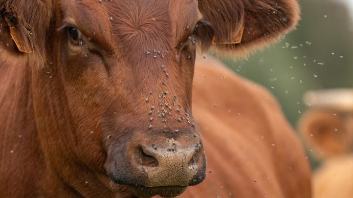 Efficacité de la désinsectisation des bovins contre la MHE