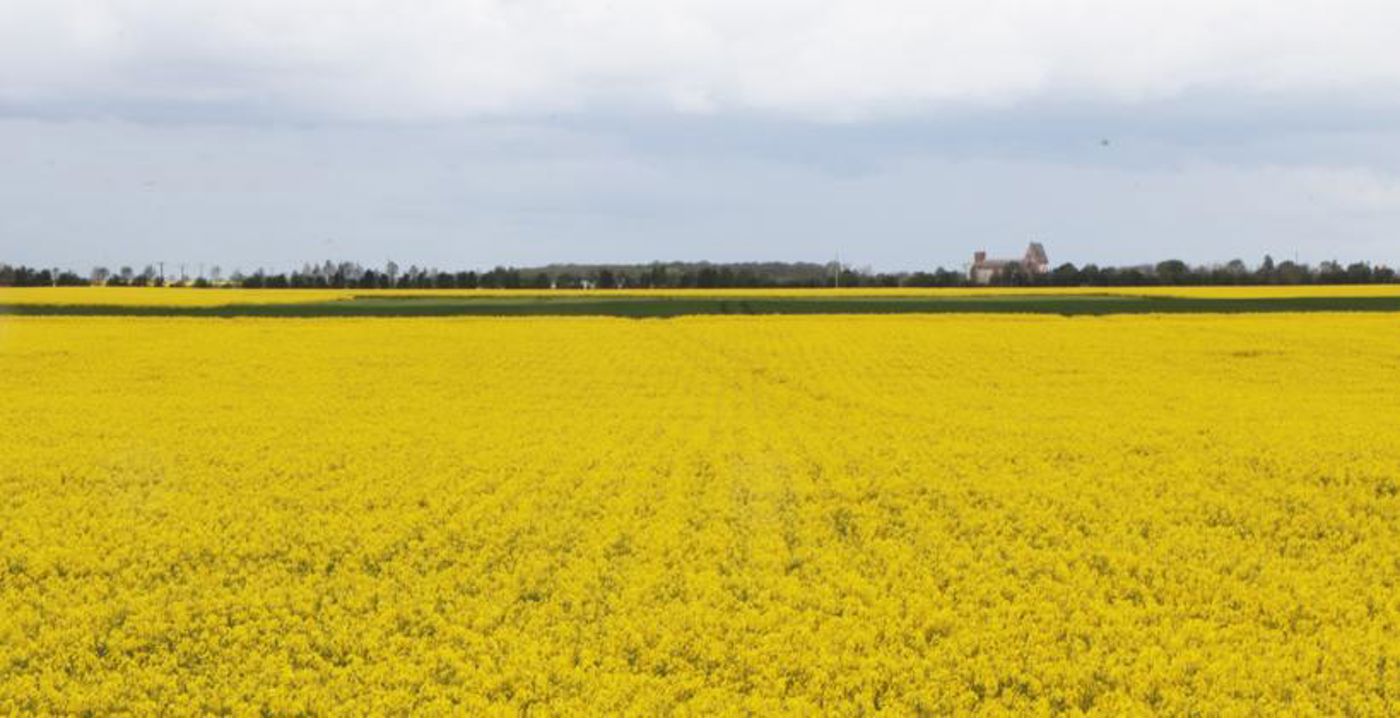 «?Je sème plus de 500 hectares de?colza avec mon combiné strip-till?»