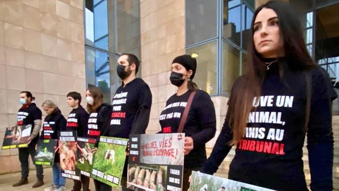 Mouvements antispécistes : Activistes animalistes, tous les coups sont ...