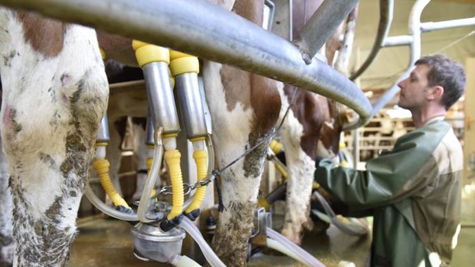 Observatoire des marchés : La production laitière française décroche