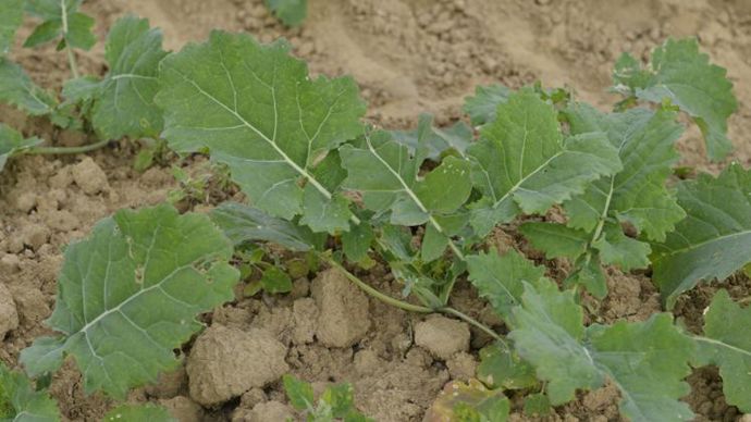 Colza OGM : L’État doit saisir la justice, selon la Confédération paysanne