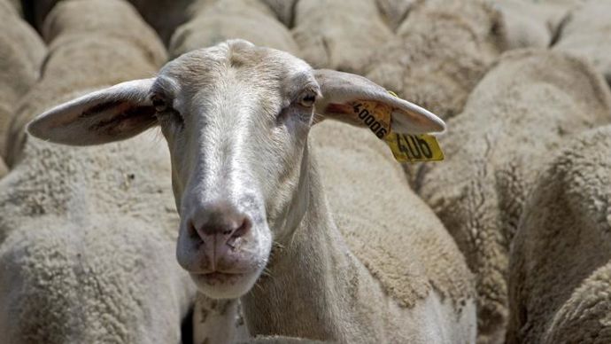 Caprin/Ovin : Le « Lait de foin » reconnu sous signe de qualité