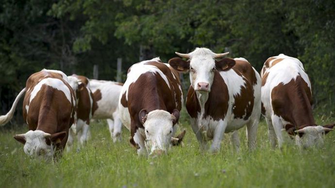 Agrandissement : Un élevage sur dix produit plus de 800 000 litres de lait