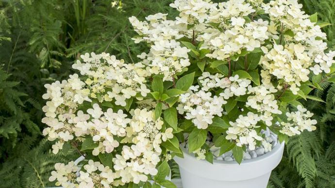 Hydrangea paniculata ‘Breg14’(Polestar)