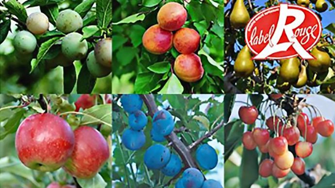 Fruitiers label rouge