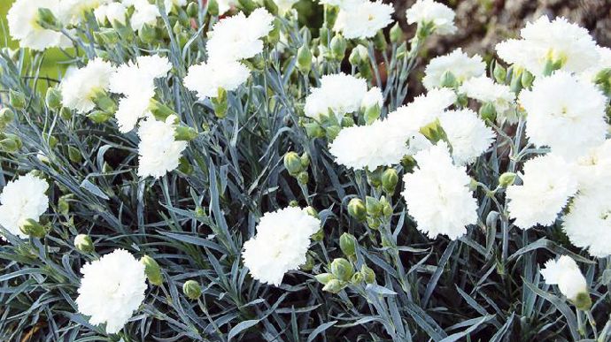DIANTHUS SCENT FIRST® 'MEMORIES'