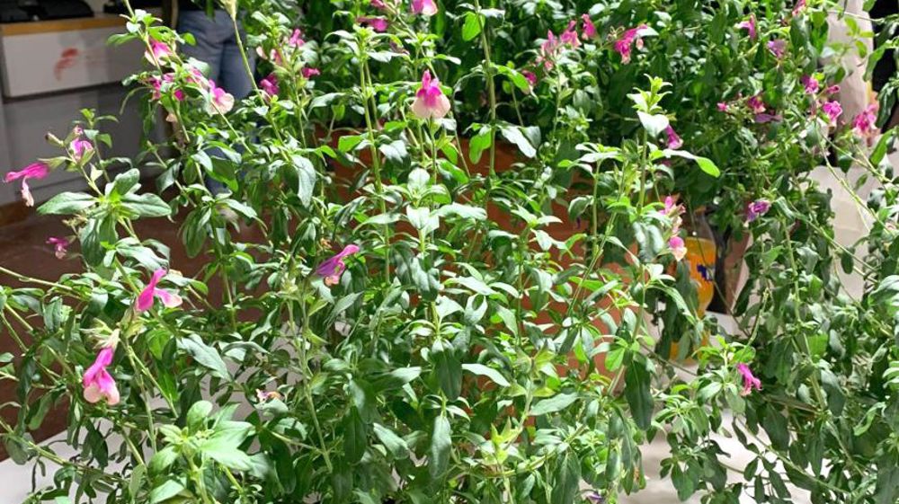 BicoloreSalvia gregii ‘Mirage’ rose Bicolor