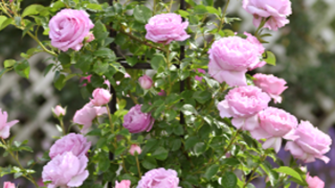 Rose violineRosa Alexandra David-Néel® Deldentros