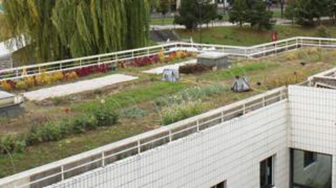 Sur les toits végétalisés, une grande biodiversité