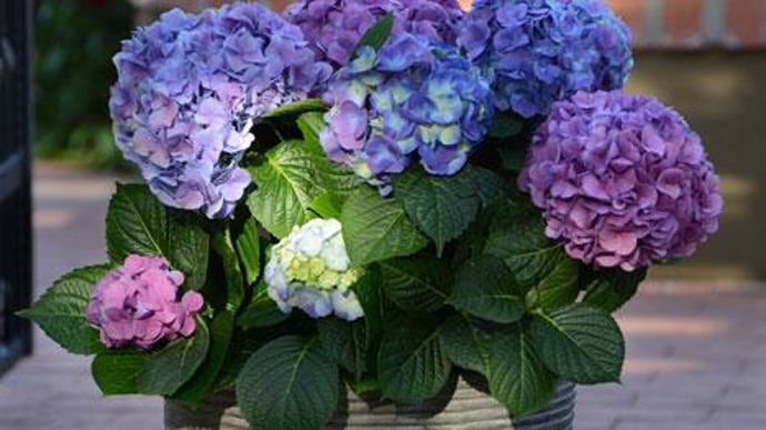 Hydrangea ‘L.A. Dreamin'