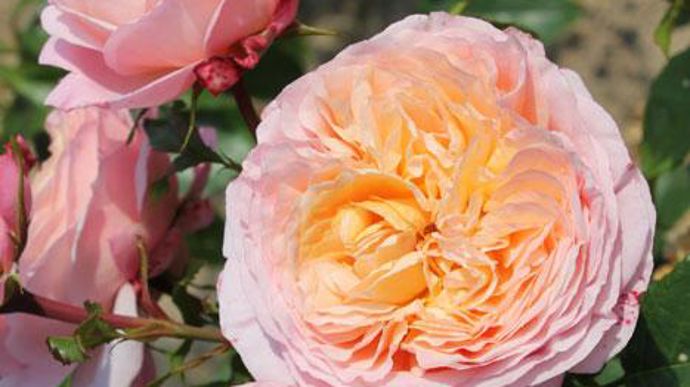 Rosa 'Domaine de chantilly' var. Delagak