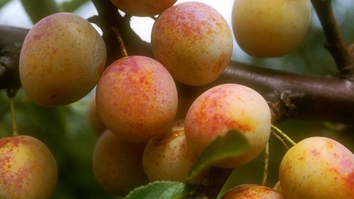 Mirabelle : C’est parti pour la récolte